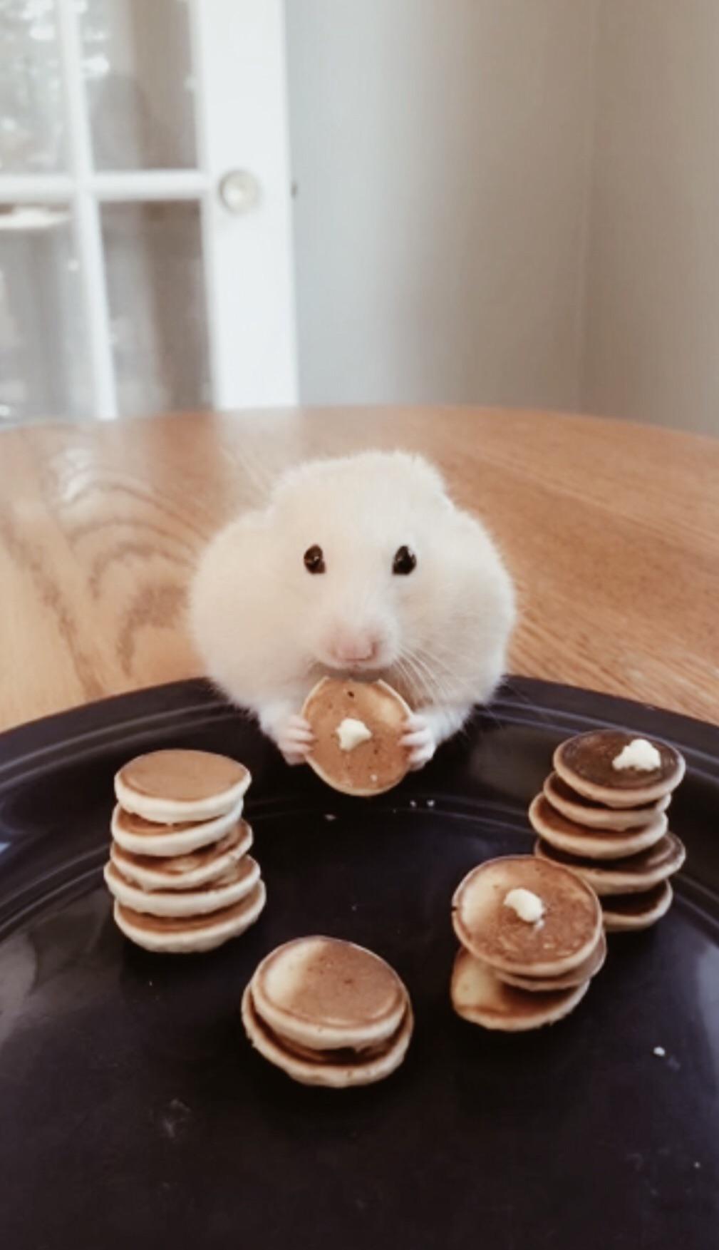 Pancakes for his hamster cheek pouches | Deep Fried Bits